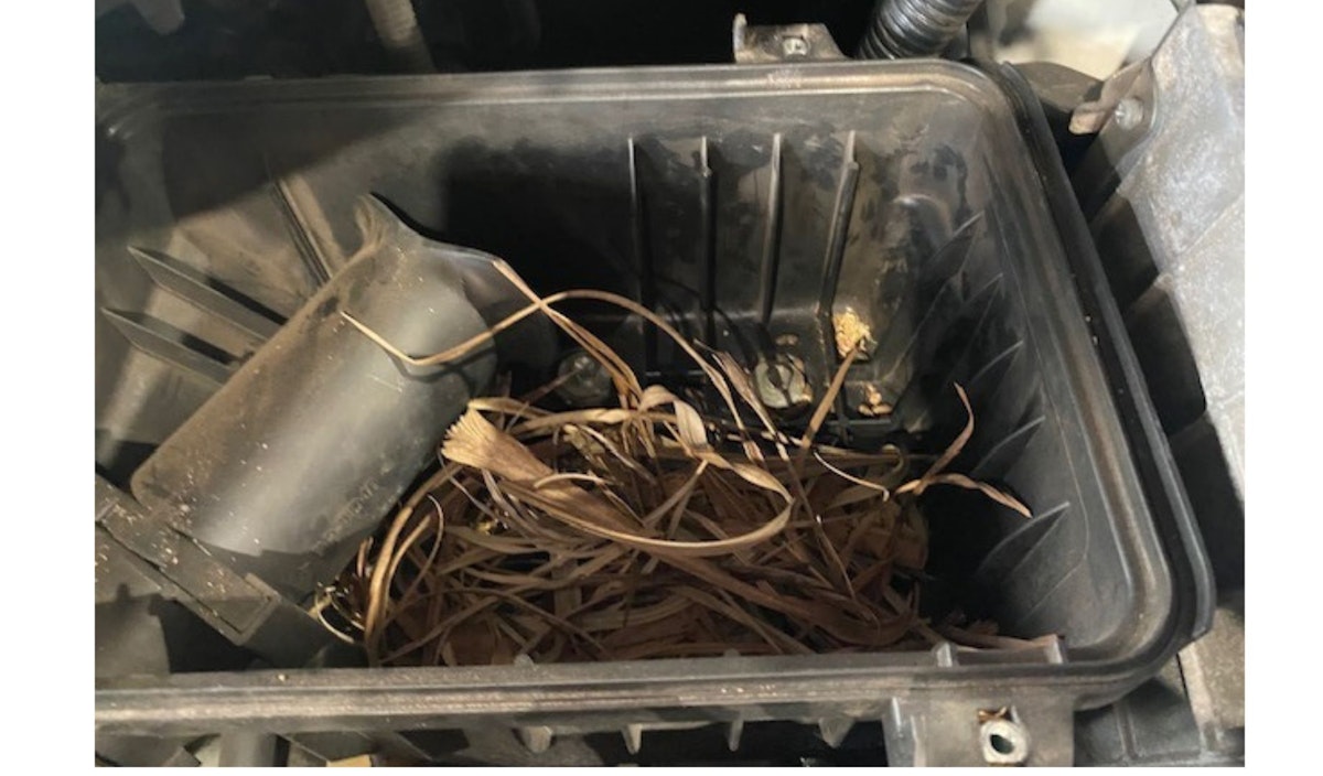 Enigne Bay Mice and Rats in Stuart Park